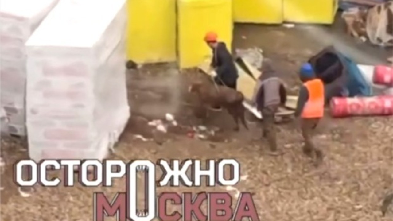Москвичей встревожило появление барашка и теленка на стройке в ...